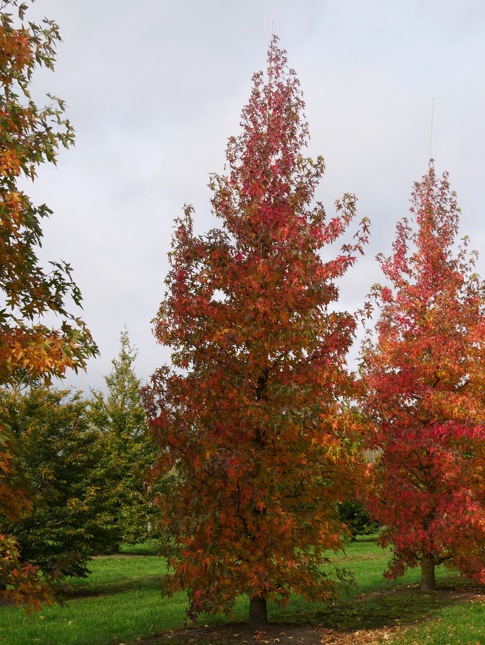 Liquidambar styraciflua 'Worplesdon' | ambroň západní 'Worplesdon' - Van den Berk Školky